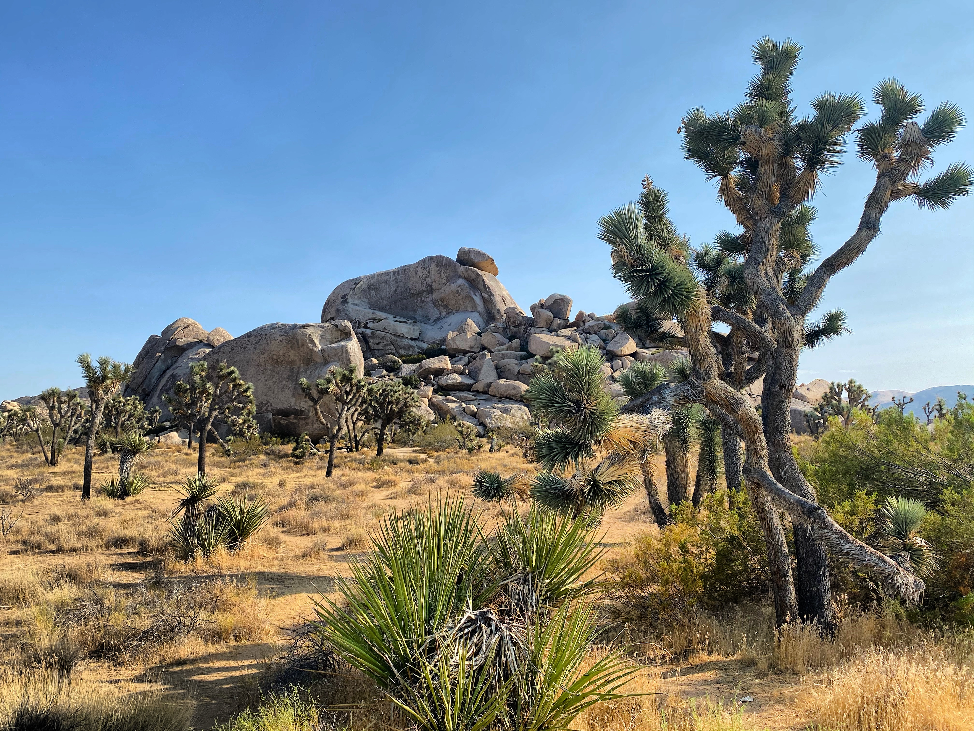 About Me – Ryan Warnick Phd.